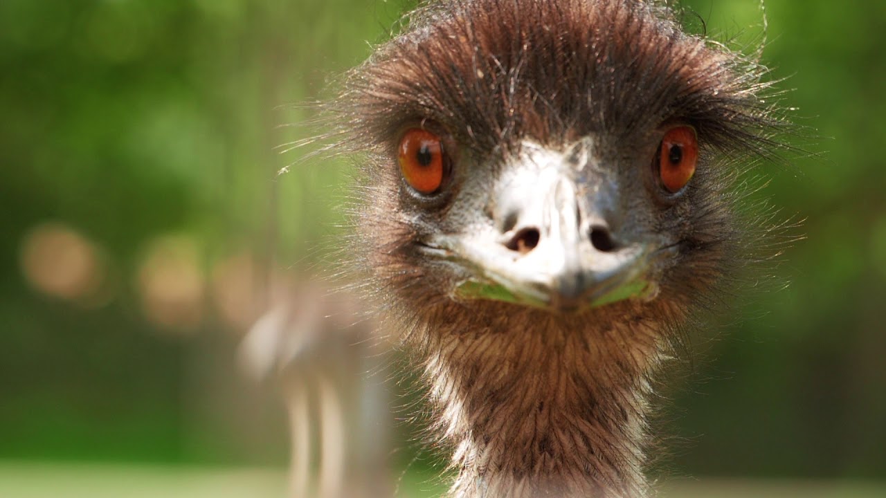 Danmarks Fugle Zoo - Stanley Productions